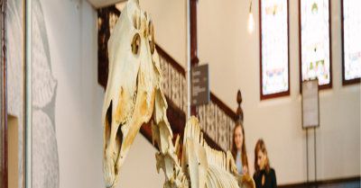 Access & Inclusion | SA Museum