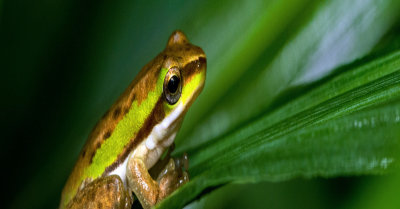 Collections Sa Museum