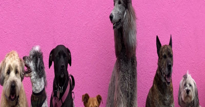 Dogs media release | SA Museum