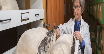 Birds research | SA Museum