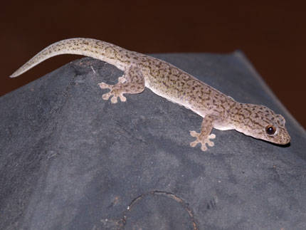 Modeling a gecko family tree | SA Museum
